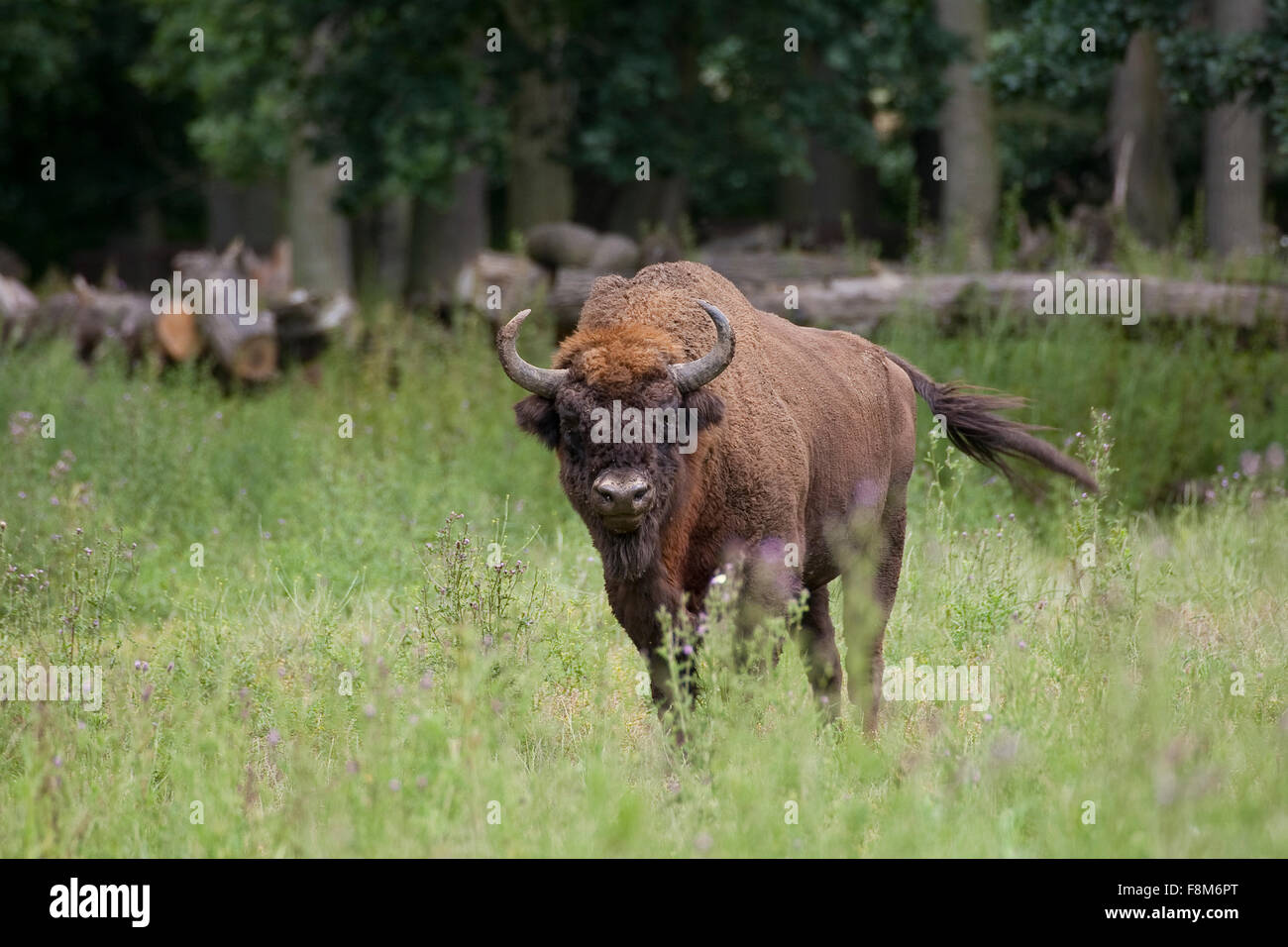 European bison, wisent, European wood bison, male, Wisent, Männchen ...