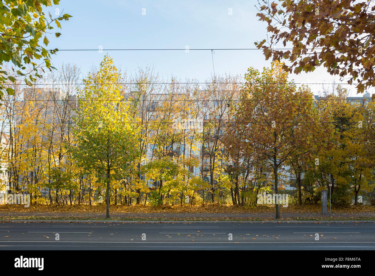 Autumn trees, with apartment buildings behind, Bernauer Straße, Berlin ...