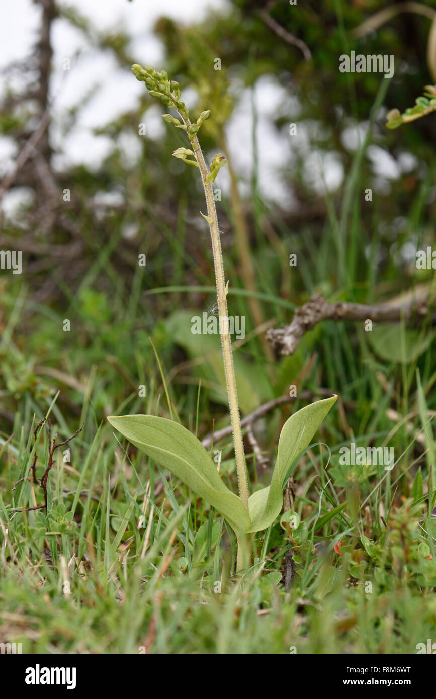 Neottia ovata Lesser Twayblade Stock Photo - Alamy