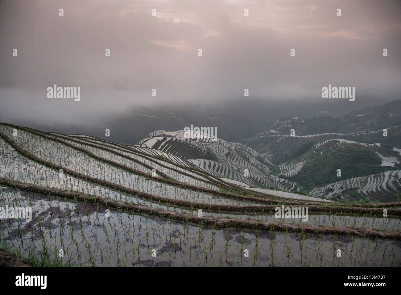 Chinese paddy fields hi-res stock photography and images - Alamy