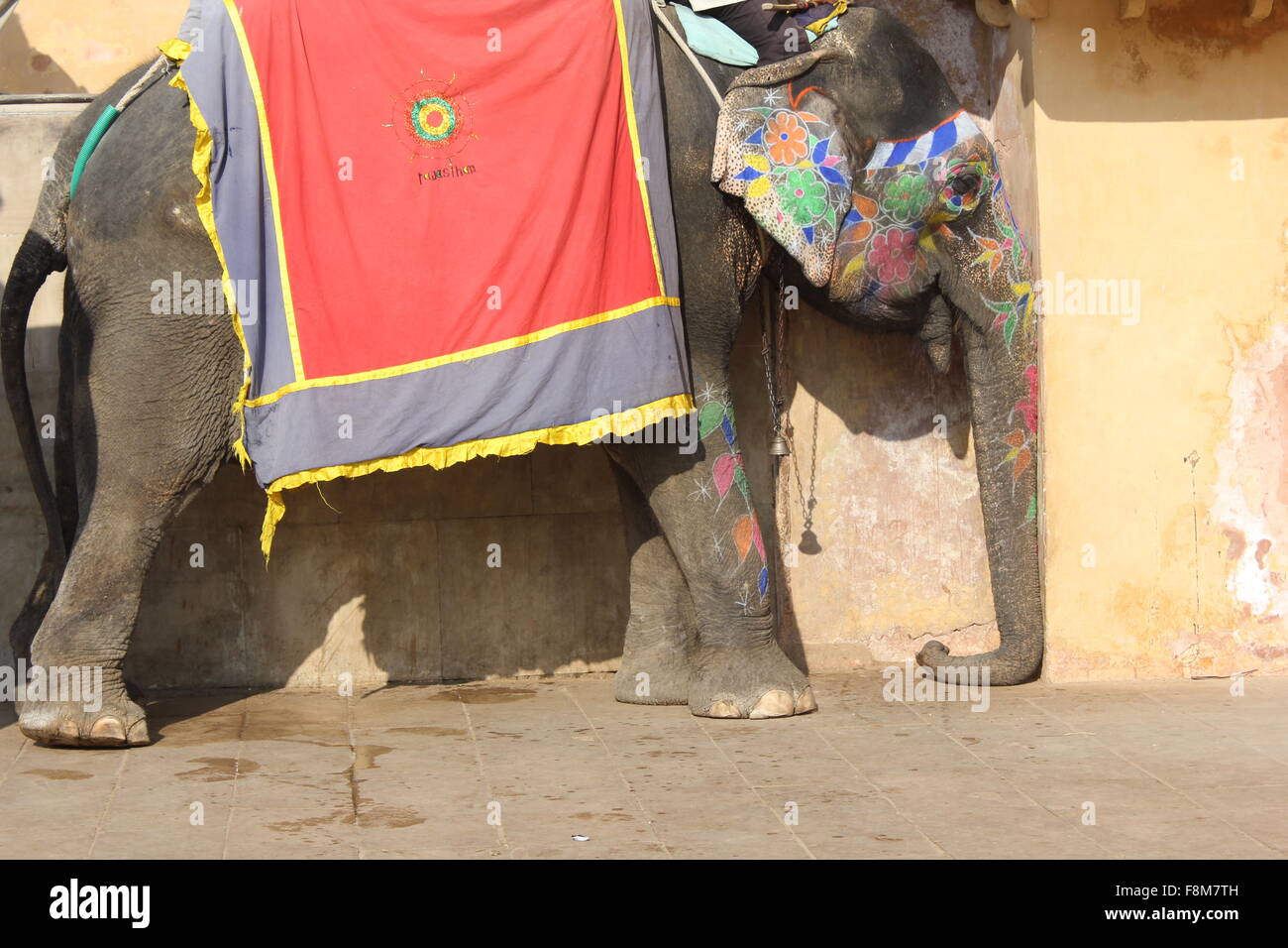 JAIPUR, INDIA - NOV 30: Elephant decorated with traditional painted ...