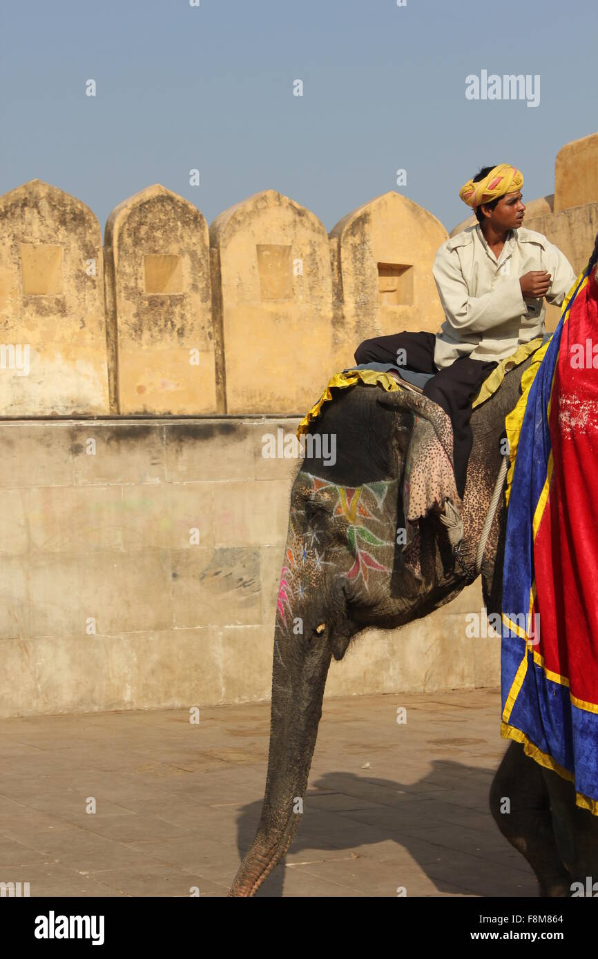 JAIPUR, INDIA - NOV 30: Elephant decorated with traditional painted ...