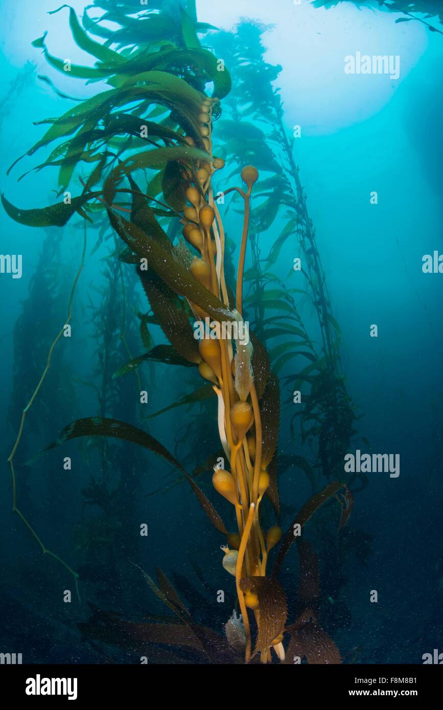 Underwater view of Kelp (macrocystis pyrifera), Ensenada, Baja ...