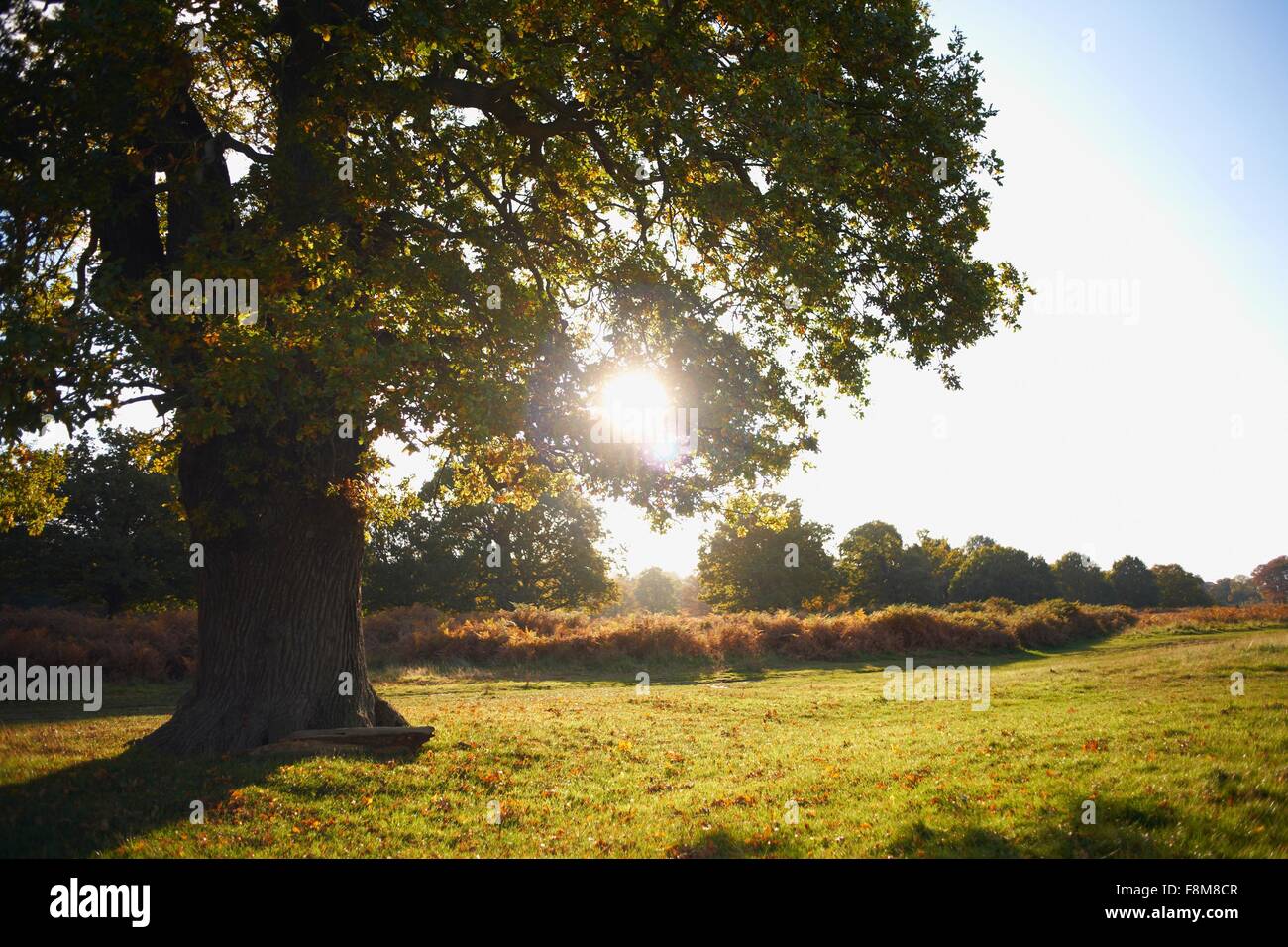 Tree in field at sunset Stock Photo - Alamy