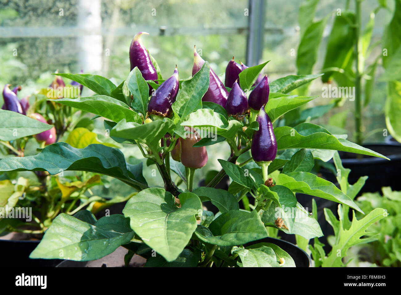Razzmataz Pepper Plants in a Greenhouse Stock Photo - Alamy