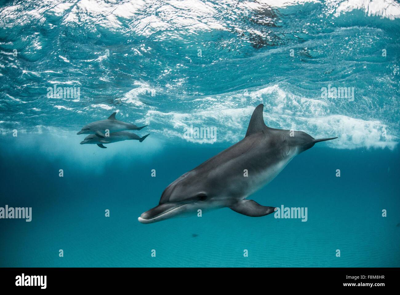 Dolphin looking at camera ocean hi-res stock photography and images - Alamy