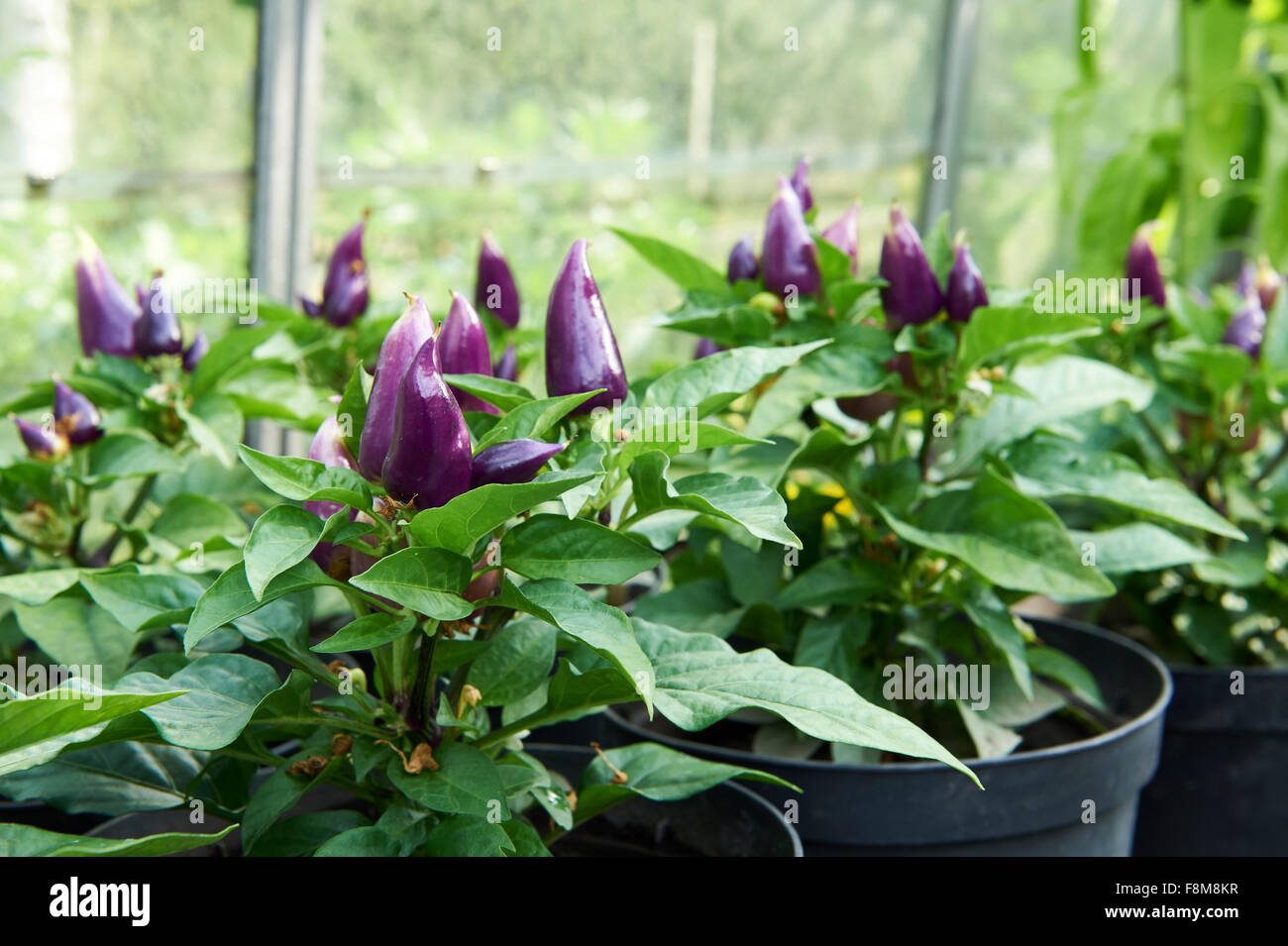 Razzmataz Pepper Plants in a Greenhouse Stock Photo - Alamy
