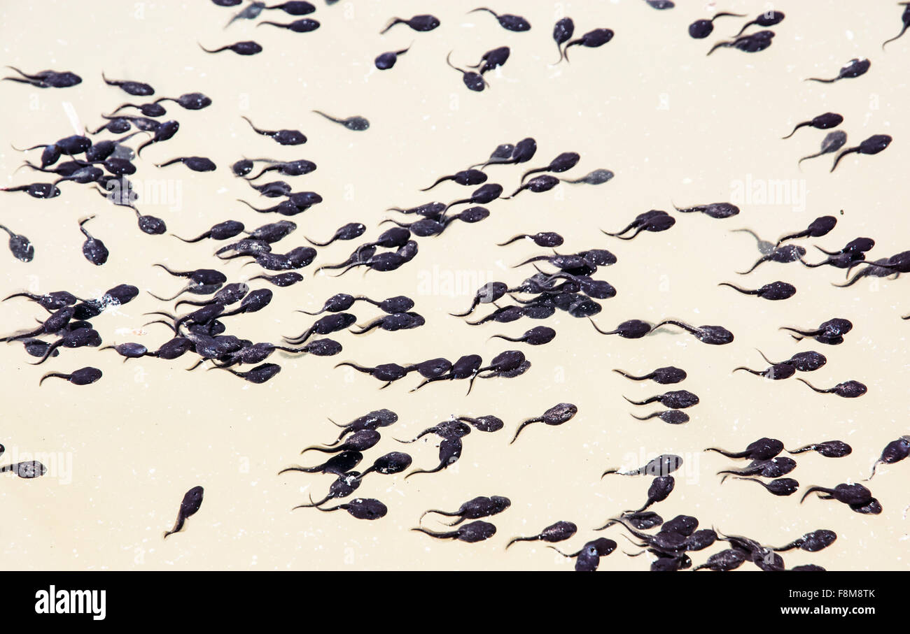 Group of tadpoles in the lake. Natural scene. Larval stage Stock Photo ...