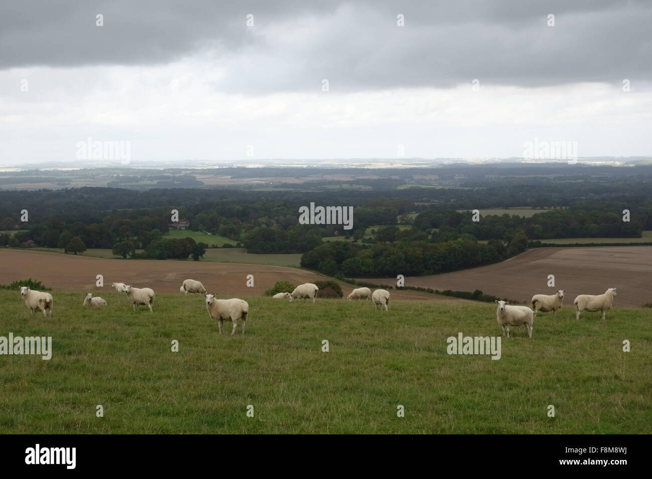 Cheviot sheep and lamb hi-res stock photography and images - Alamy