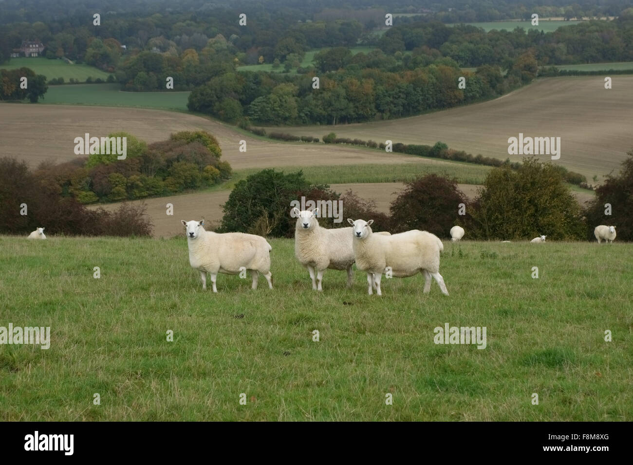 Cheviot sheep and lamb hi-res stock photography and images - Alamy