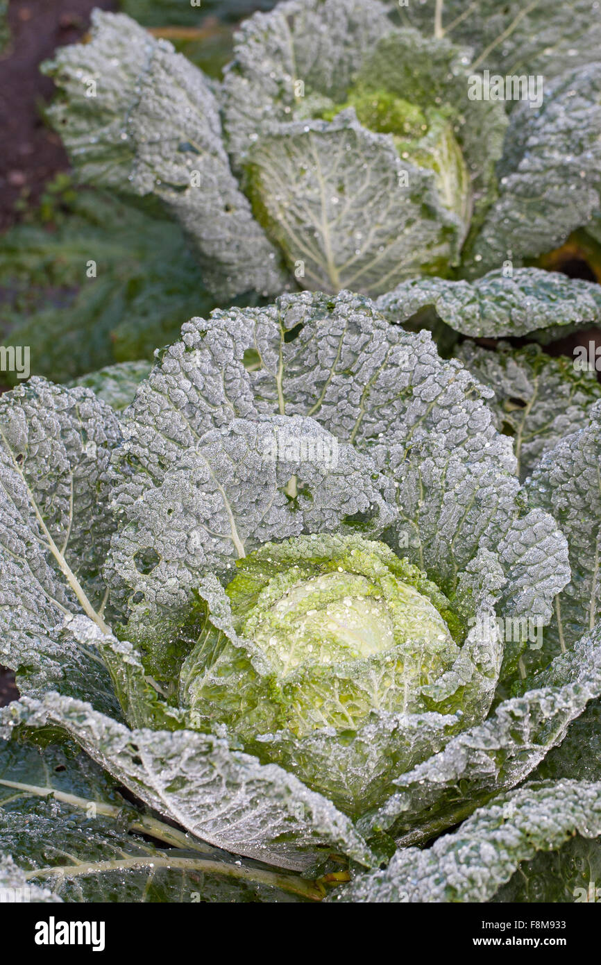 Savoy cabbage, Wirsing, Wirsingkohl, Wirsing-Kohl, Kopfkohl, Brassica ...
