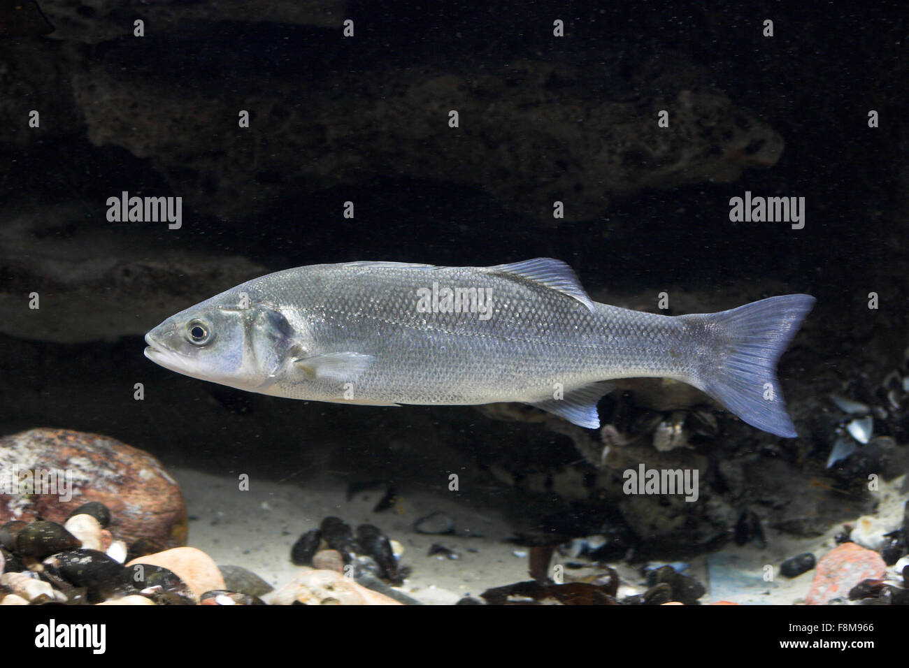 Seebarsch wolfsbarsch hi-res stock photography and images - Alamy