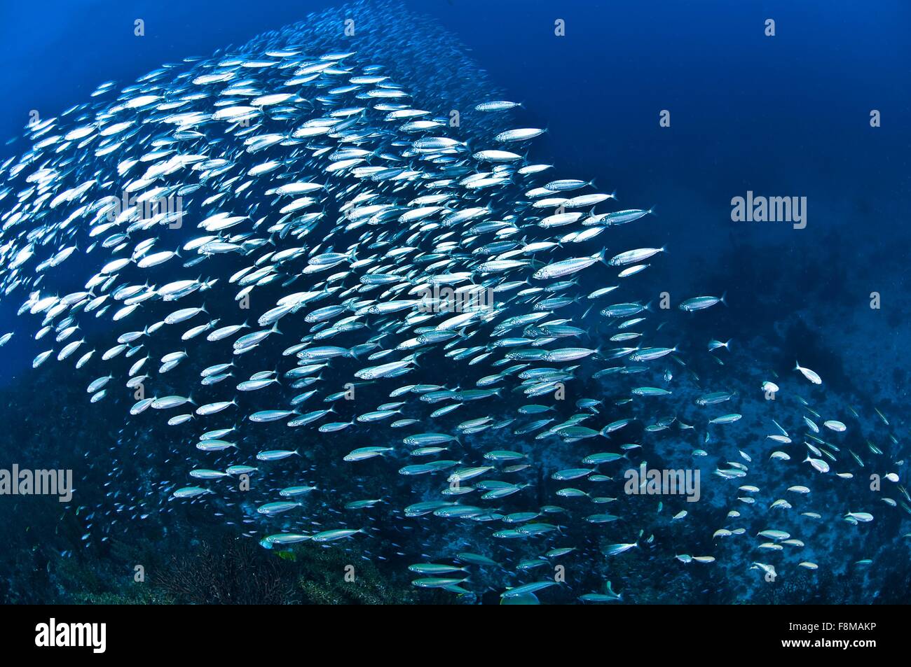 Shoal of sardines rushing over reef, Cabo Catoche, Quintana Roo, Mexico ...