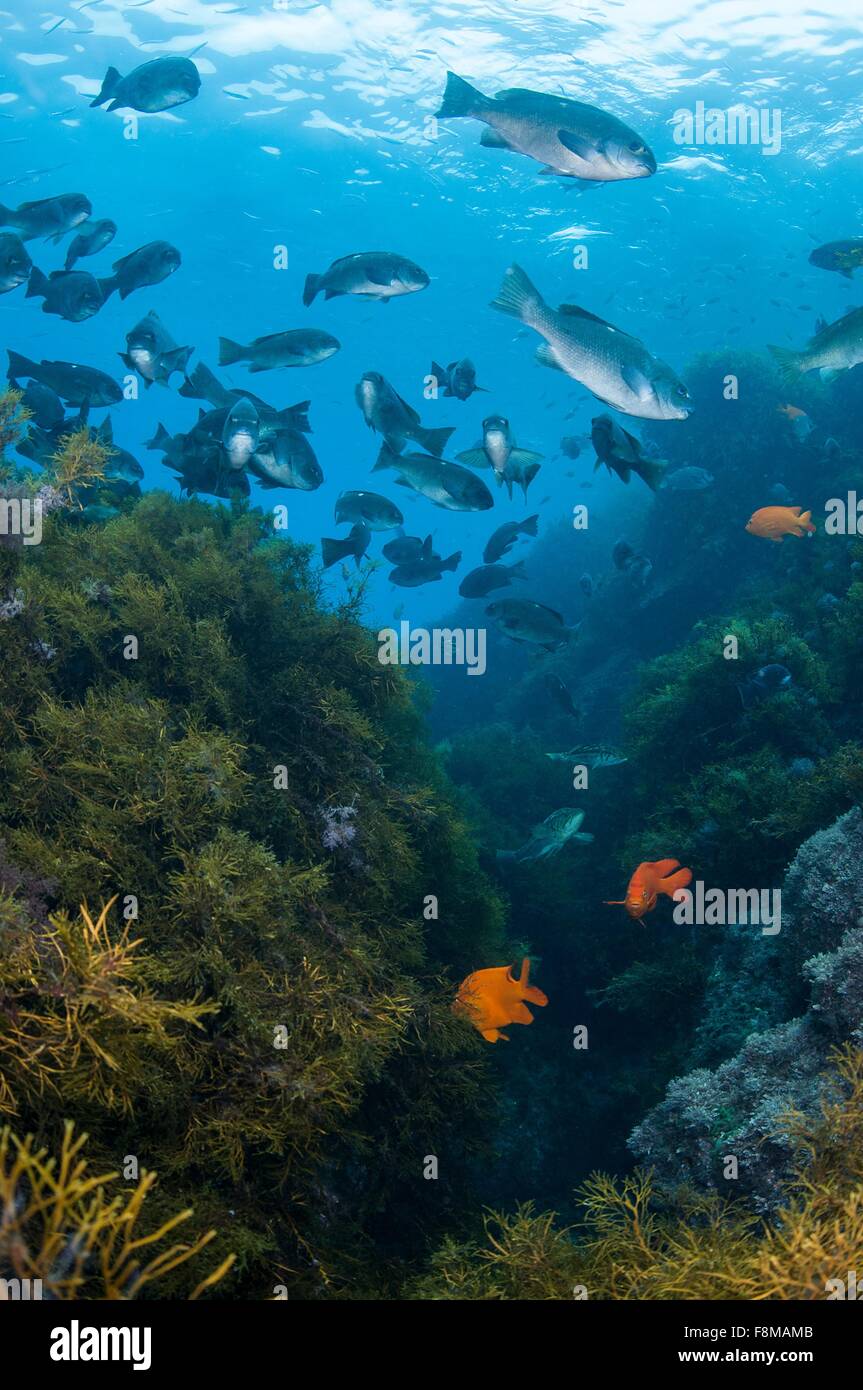 Underwater view of school of fish in kelp reef, Guadalupe Island, Baja ...