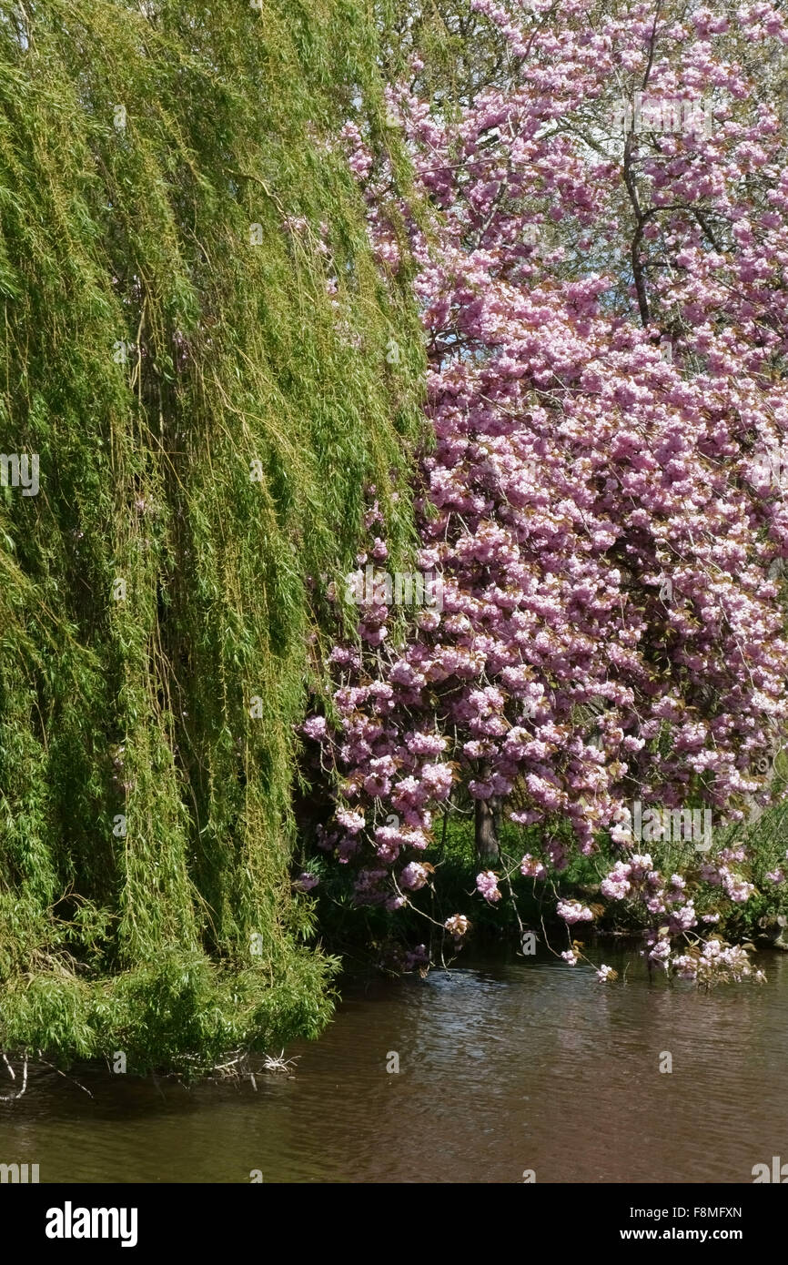 Weeping willow hi-res stock photography and images - Alamy