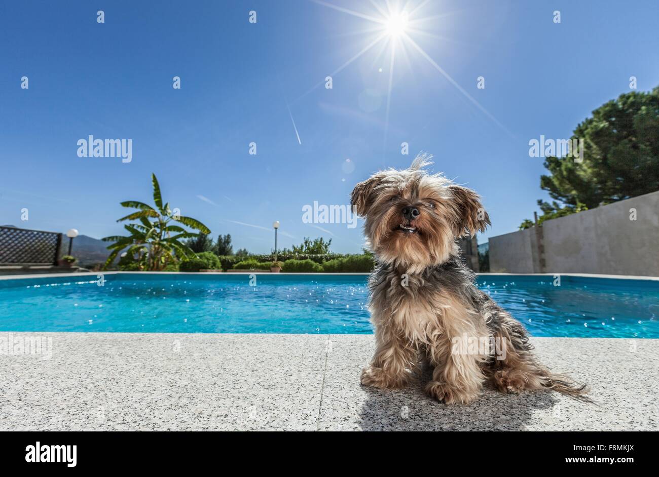 Sunny day by swimming pool hi-res stock photography and images - Alamy