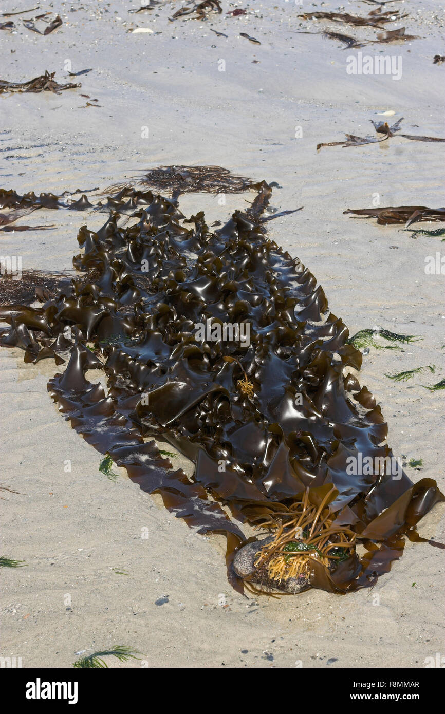 Sea belt, Sweet Wrack, Sugar Wrack, Sugar Tang, Kelp, Zuckertang ...