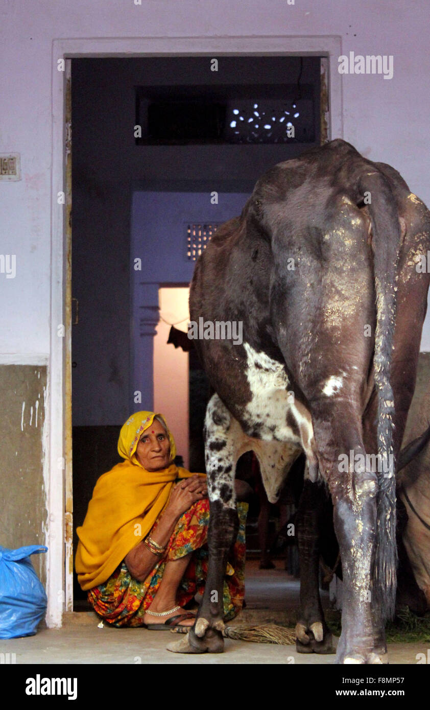 JAIPUR, INDIA - NOV 30 2012: Old Indian Woman with a yellow veil sit on ...