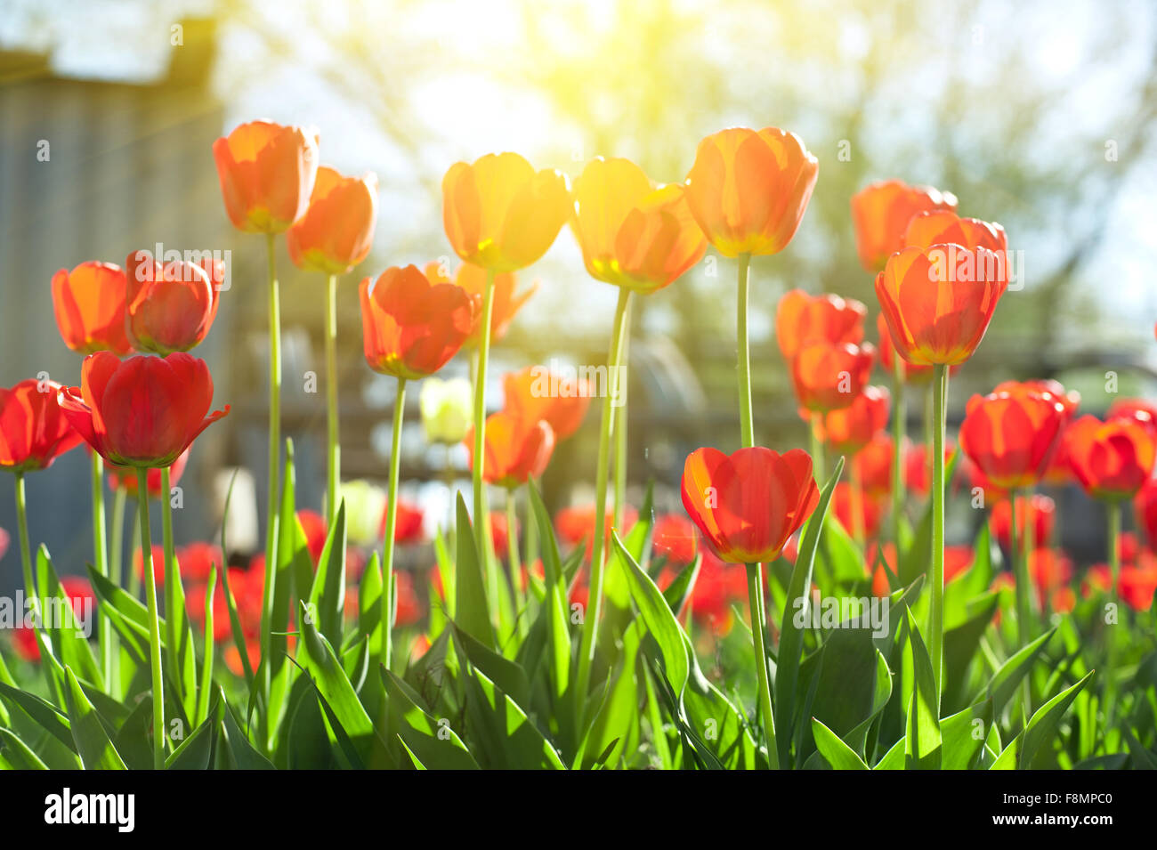 Field of red colored tulips Stock Photo - Alamy