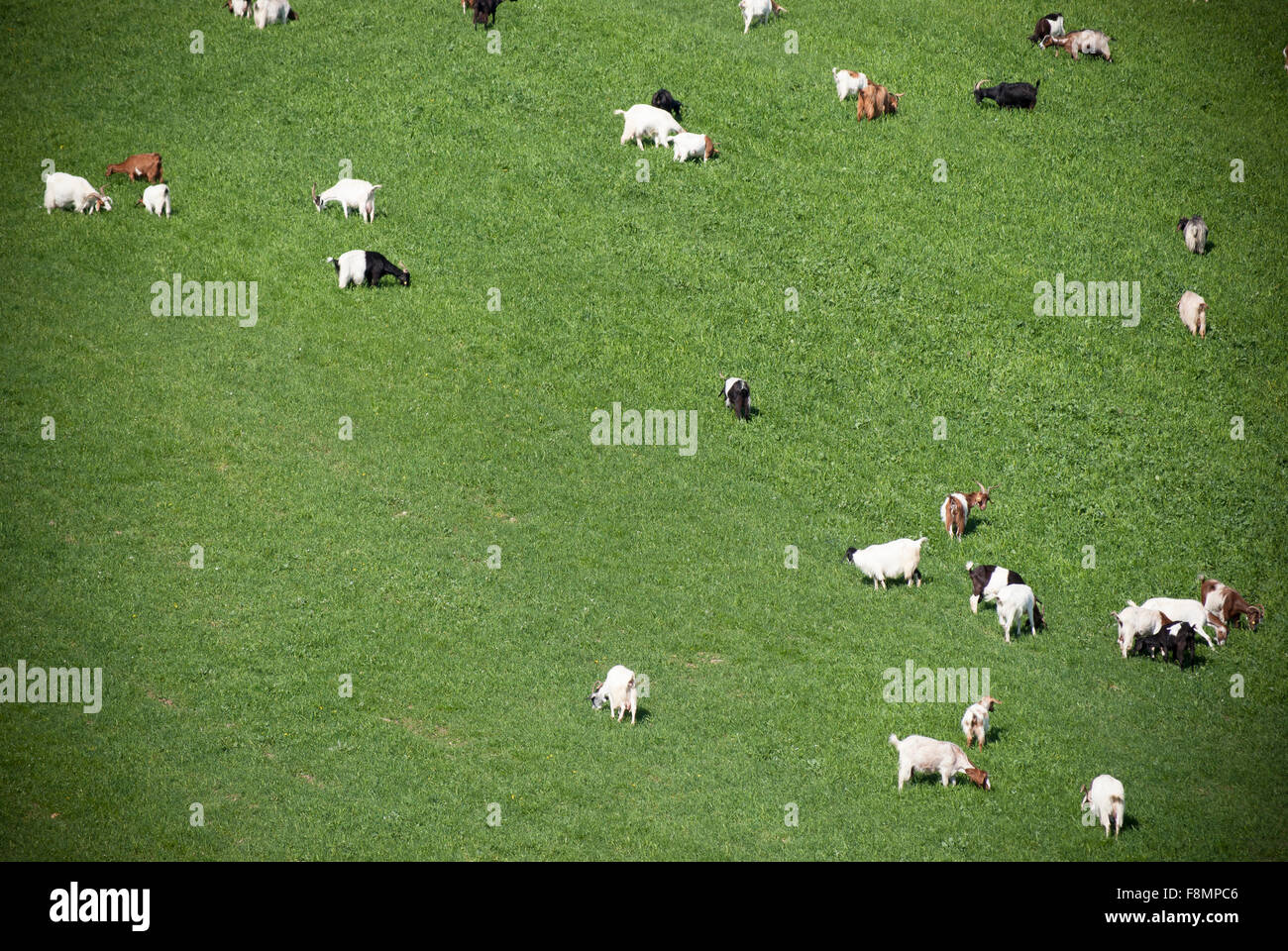 Goat sheep merino hi-res stock photography and images - Alamy