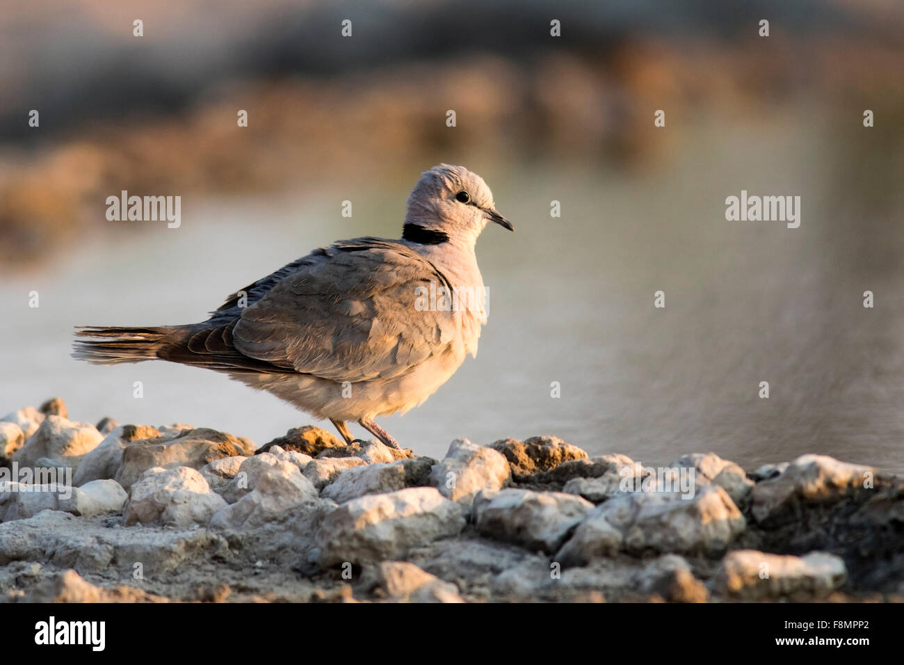 Ring-necked Dove (Streptopelia capicola) or Cape Turtle Dove ...