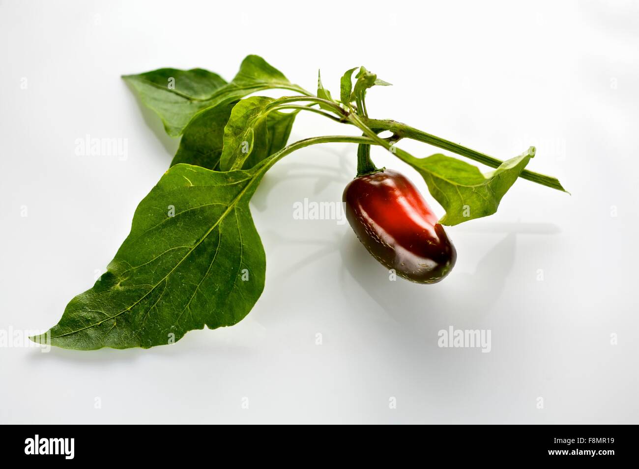 A jalapeno chilli pepper with stalk and leaves Stock Photo - Alamy