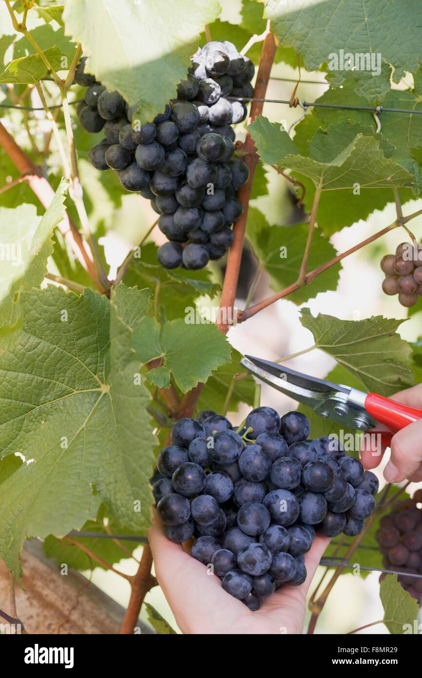 Types of cut hi-res stock photography and images - Alamy