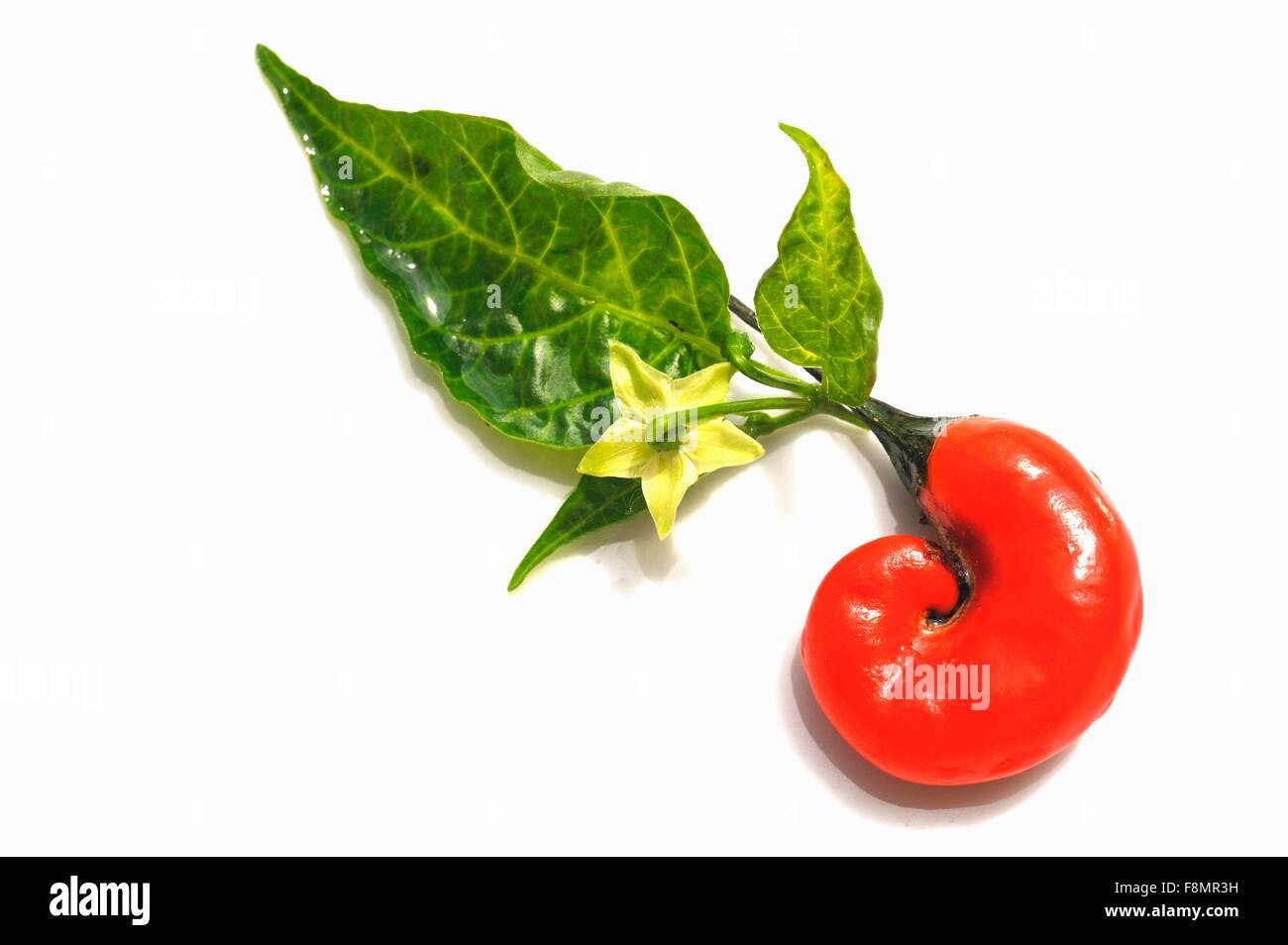 A chilli pepper with flowers and leaves (Thailand Stock Photo - Alamy