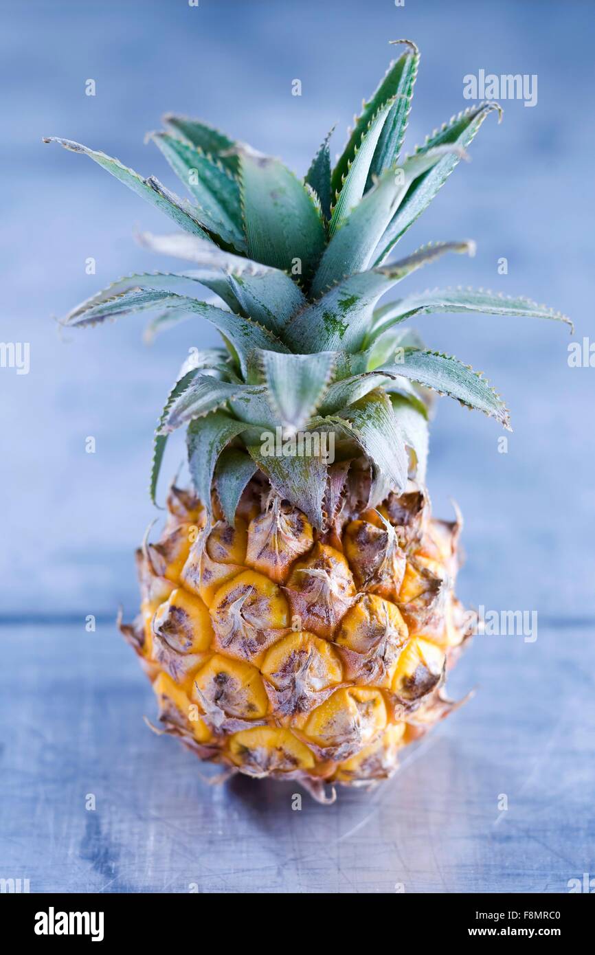 A baby pineapple Stock Photo - Alamy