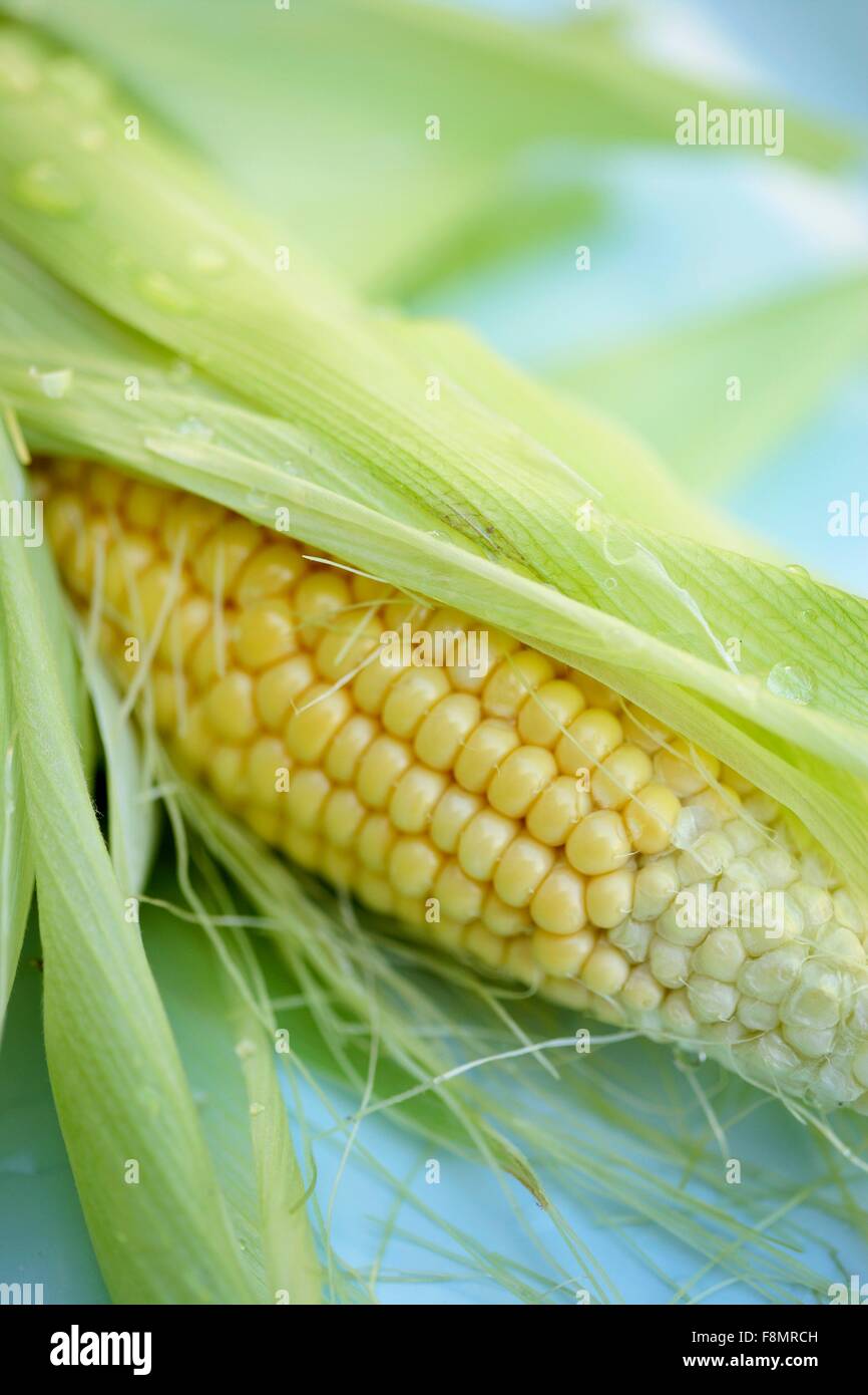 Ear of corn hi-res stock photography and images - Alamy