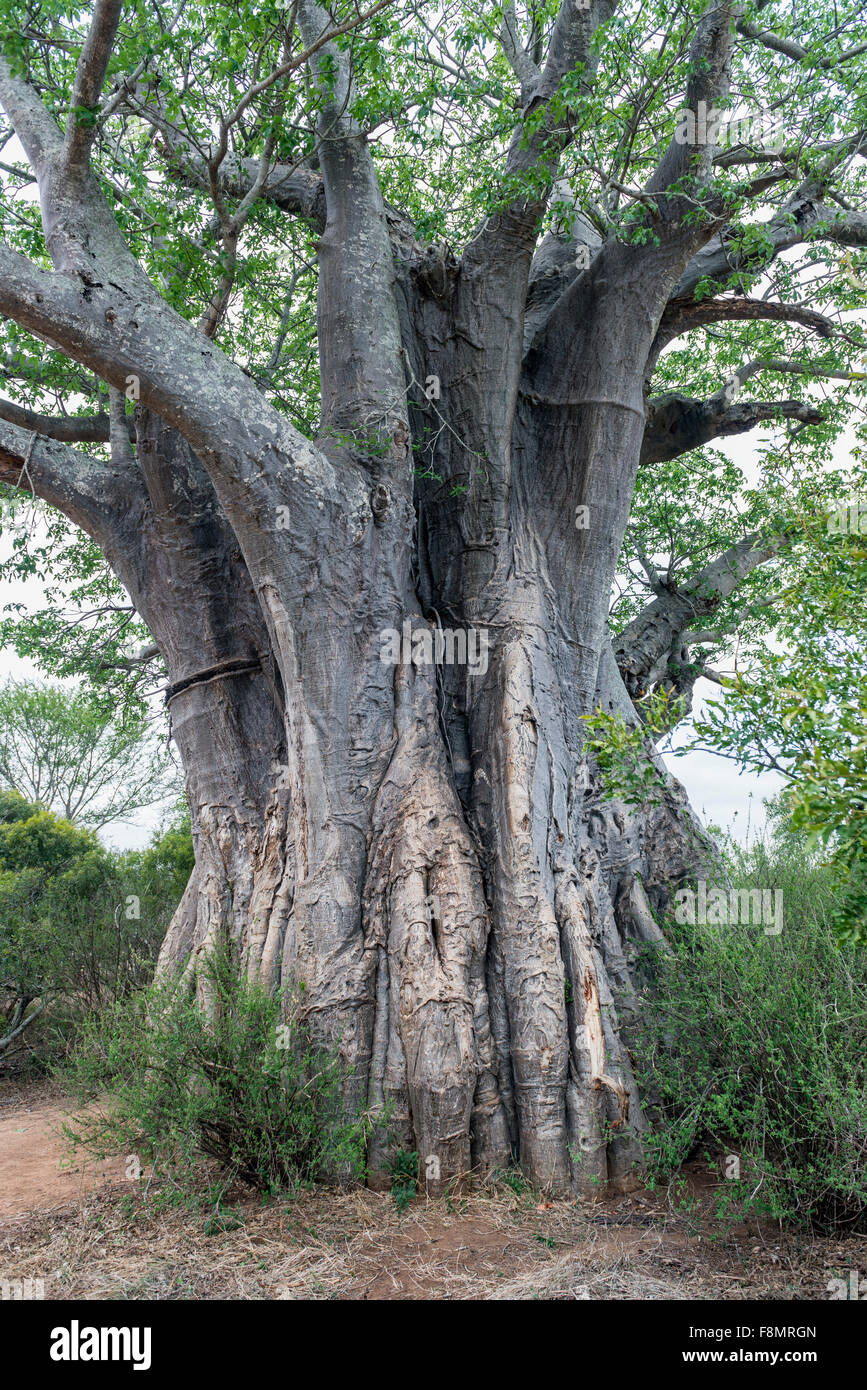 Baobab Tree High Resolution Stock Photography and Images - Alamy