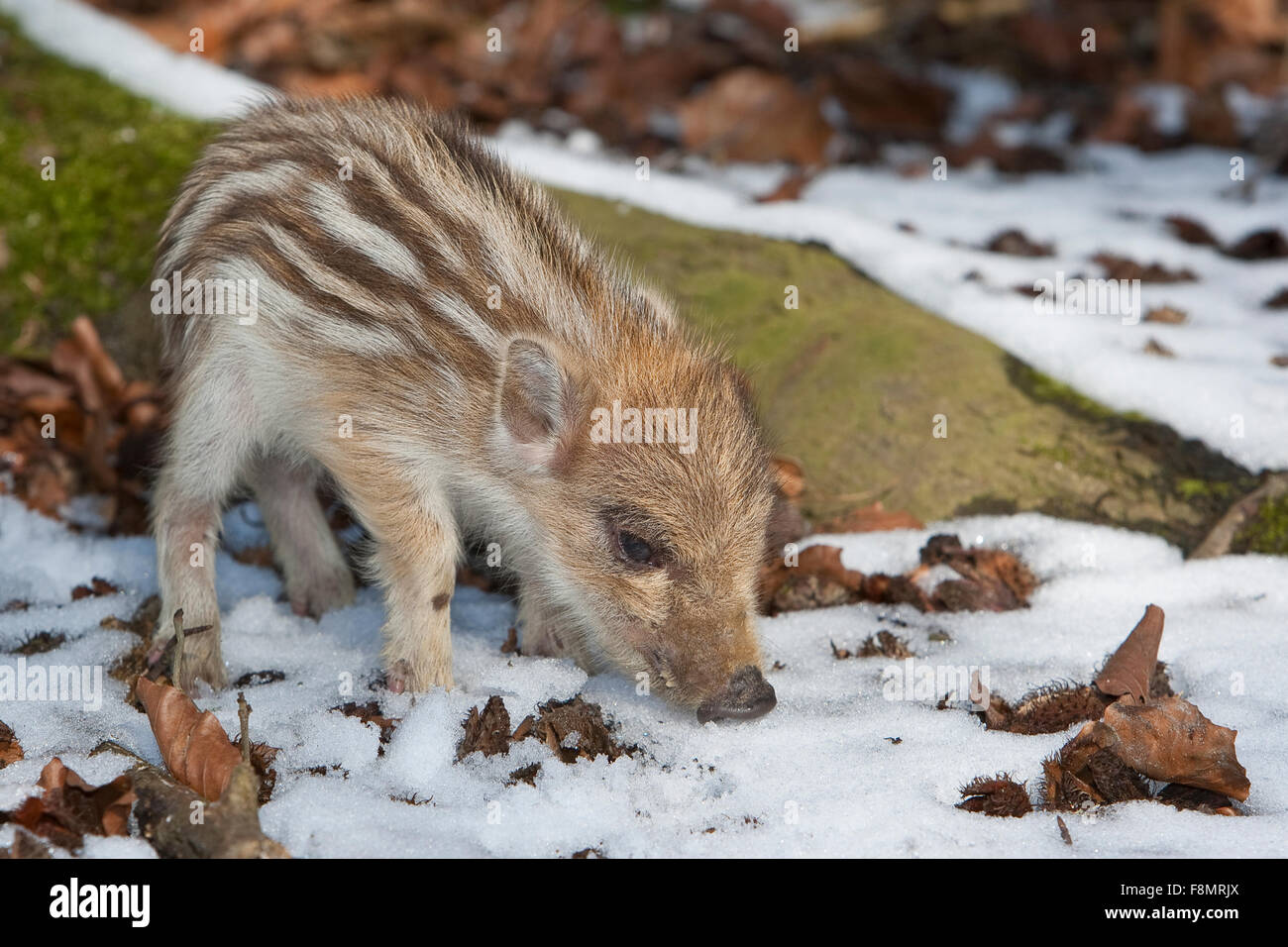 Wild boar, pig, young boar, Wildschwein, Schwarzwild, Frischling ...