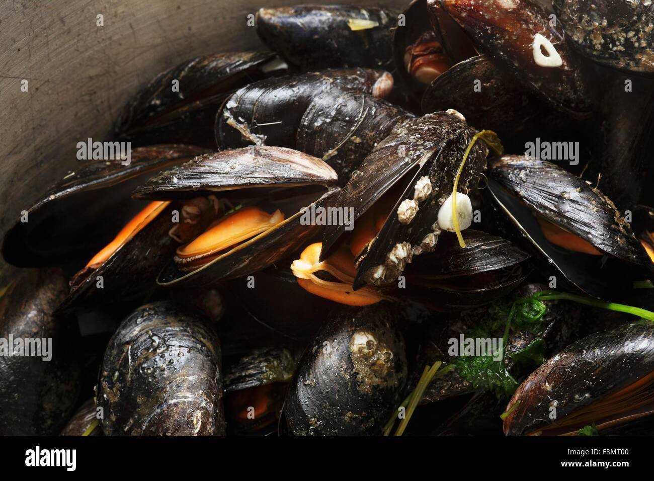 Steamed Irish mussels Stock Photo - Alamy