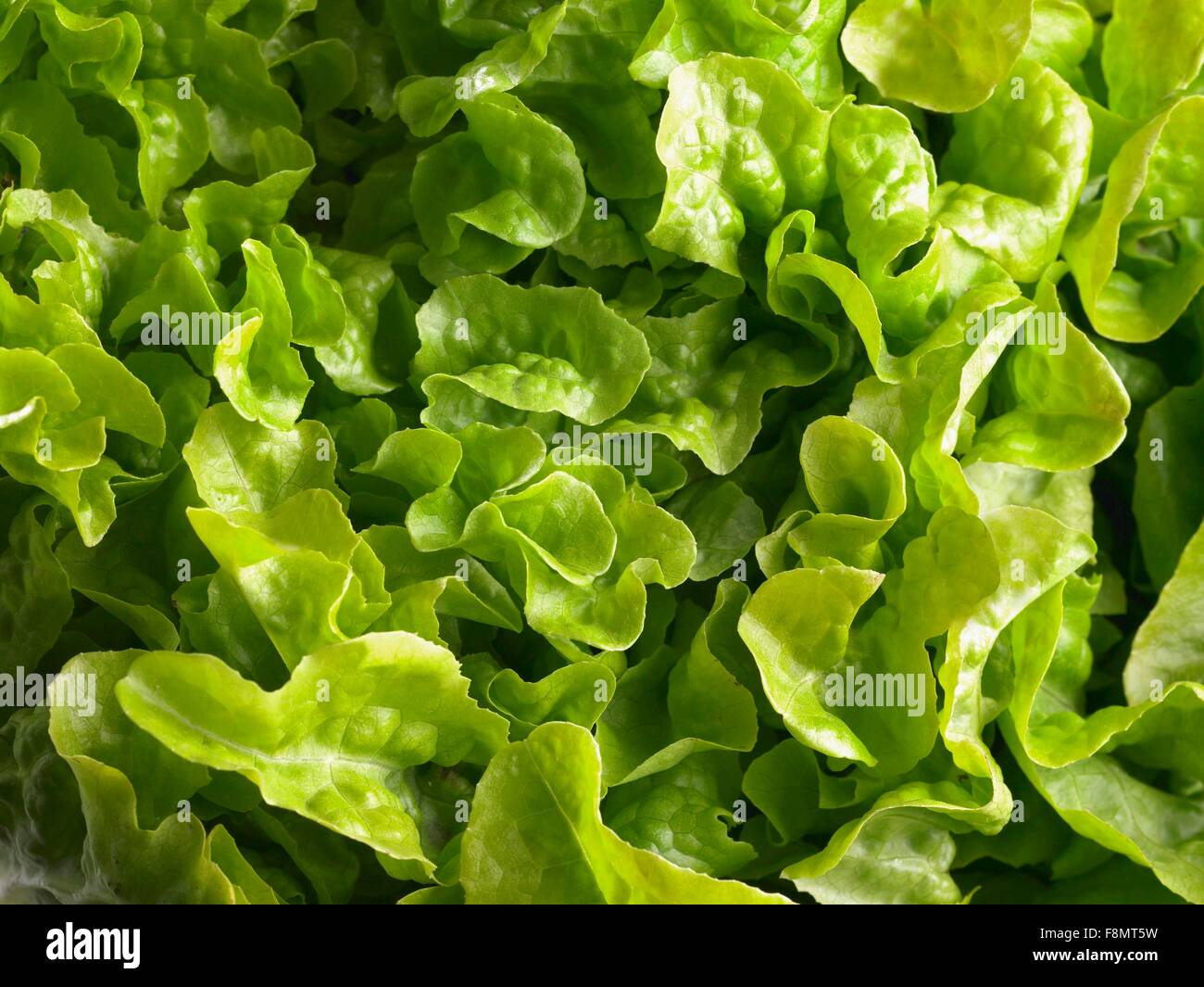 Lettuce (full frame Stock Photo - Alamy
