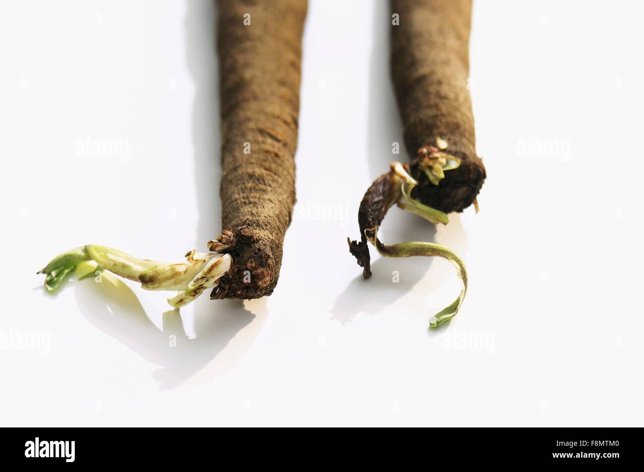 Salsify Cut Out Stock Images & Pictures - Alamy