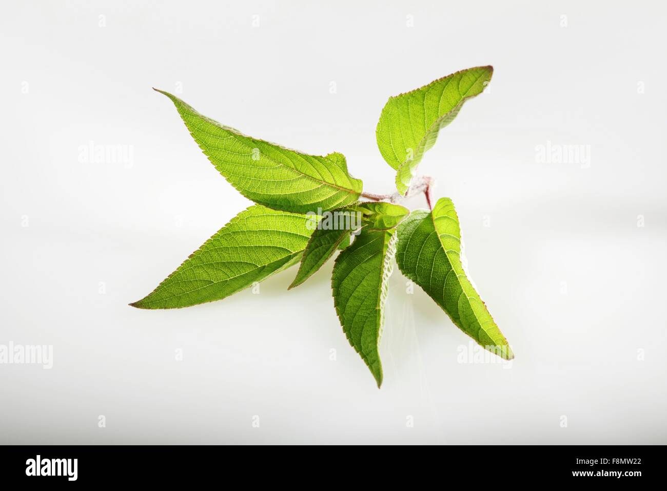 Labiate plants hi-res stock photography and images - Alamy