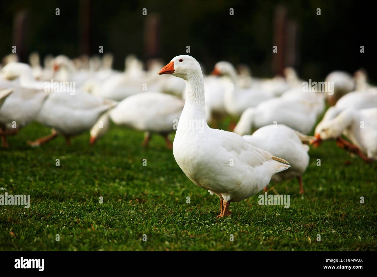 Geese on a green field Stock Photo - Alamy