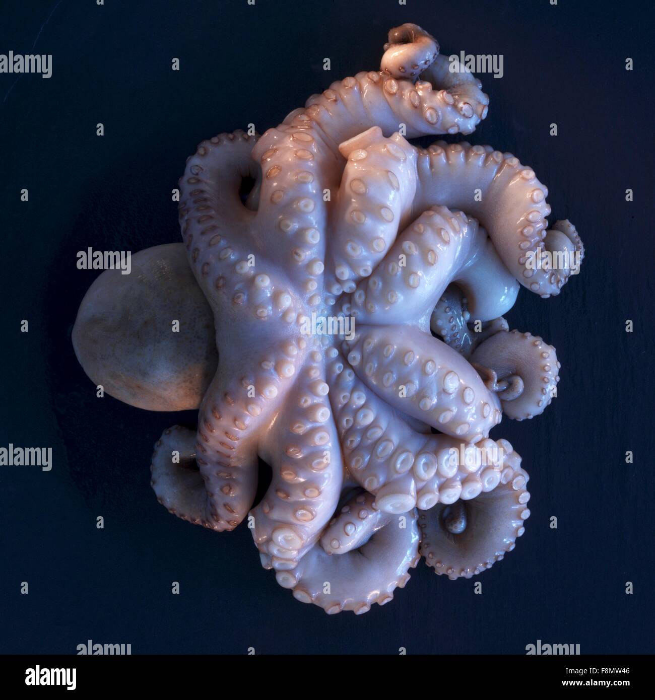 An octopus on a black surface Stock Photo - Alamy