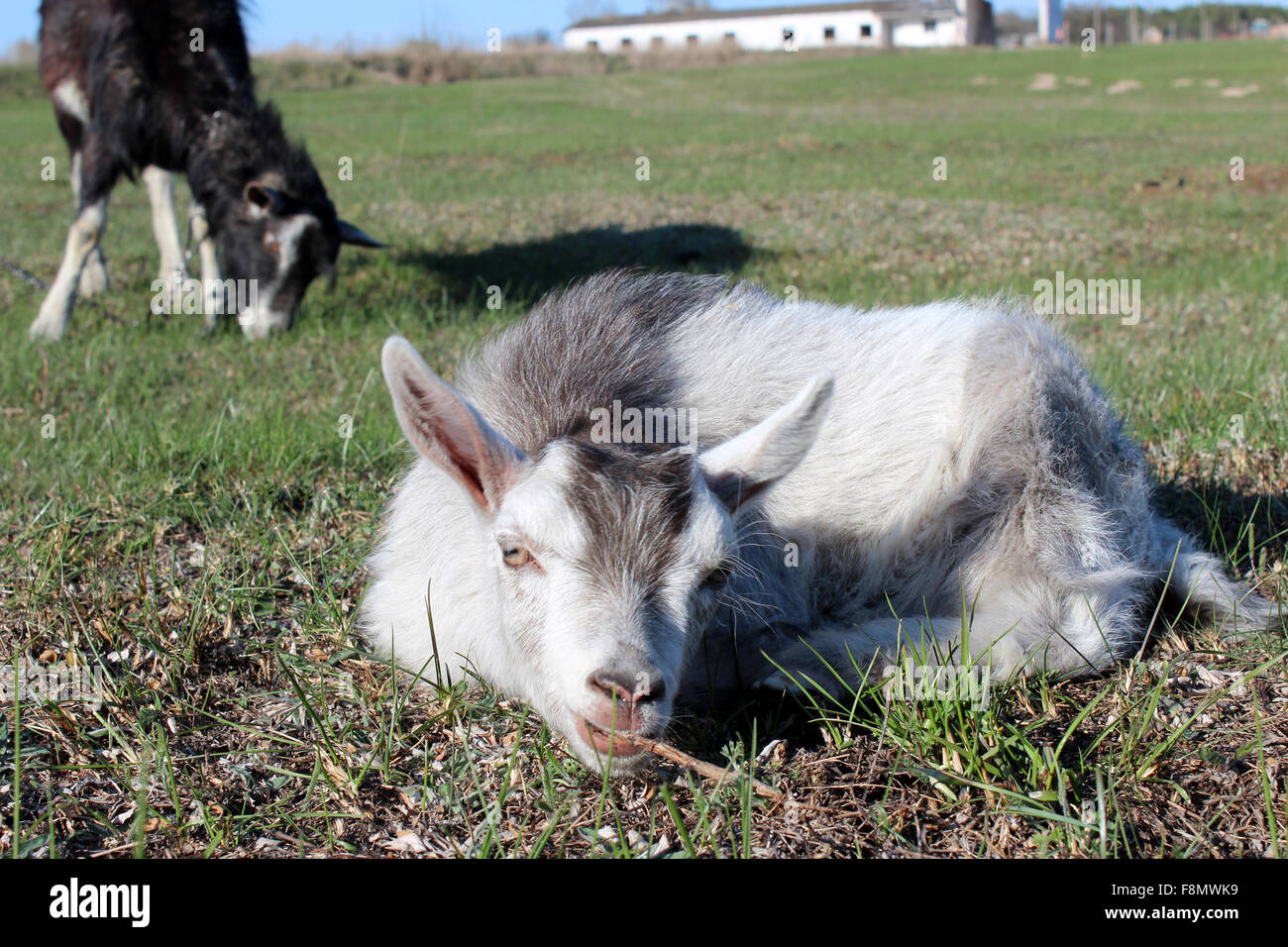 Goat laying on the green grass of the farm Stock Photo - Alamy