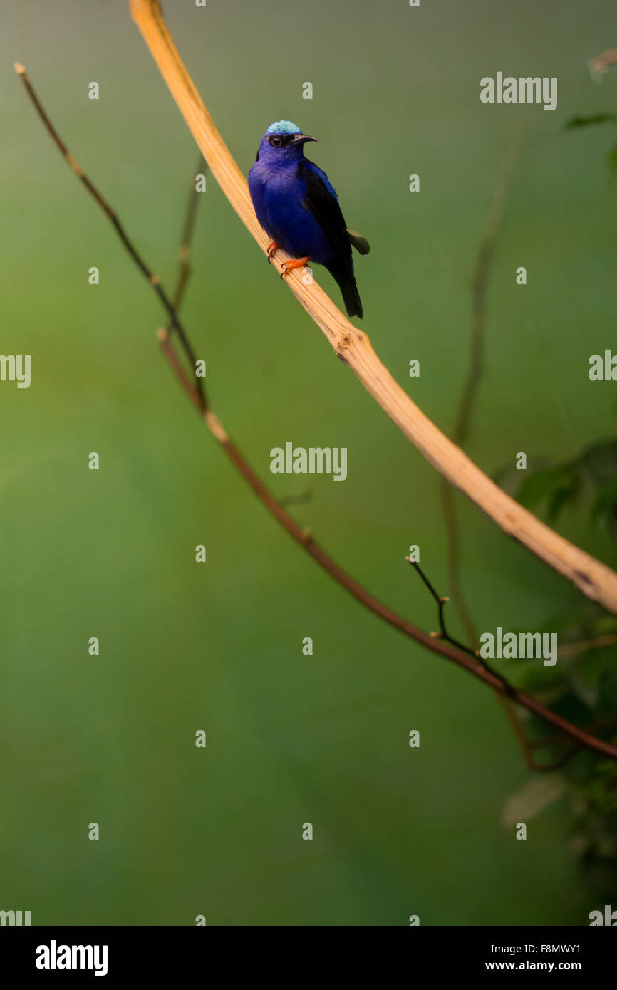 Aviary background hi-res stock photography and images - Alamy