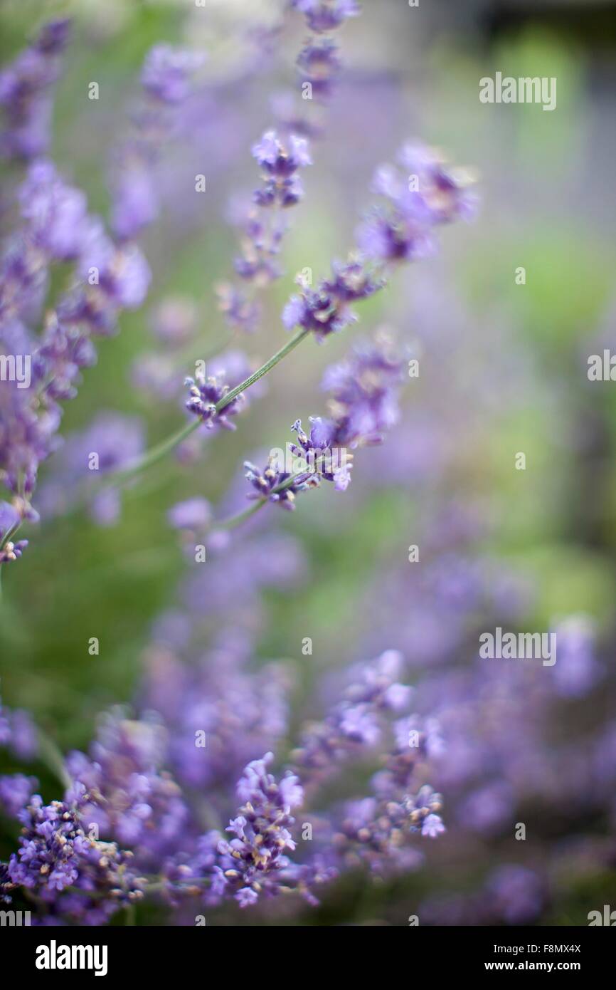 Lavender blooming hi-res stock photography and images - Alamy