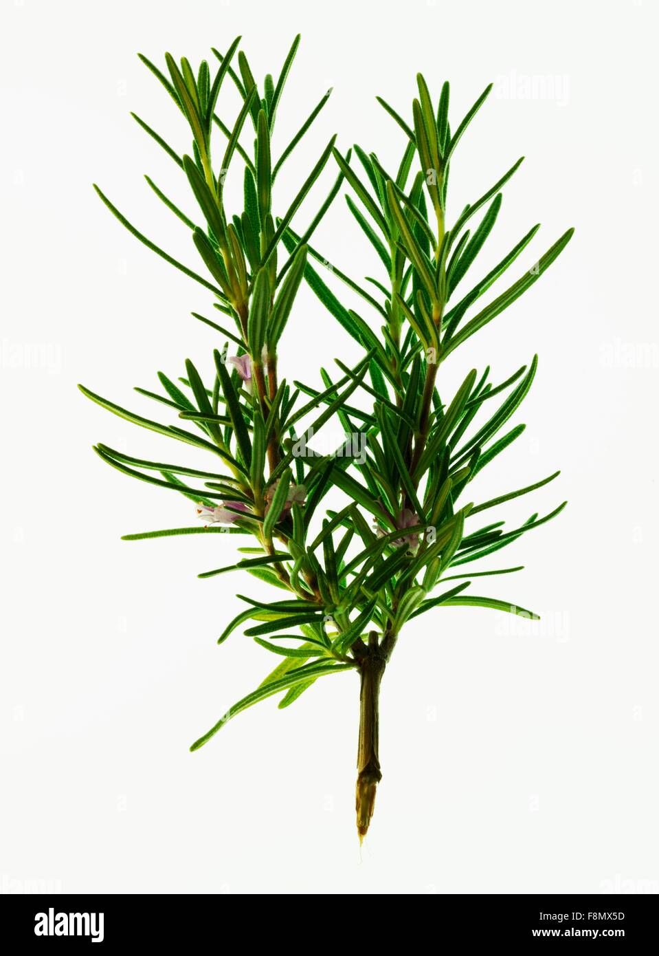 A sprig of fresh rosemary with flowers Stock Photo - Alamy