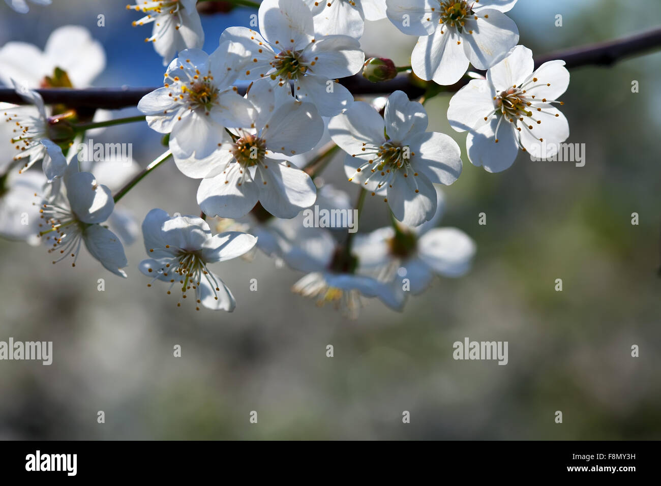 cherry tree branch in spring blooms garden Stock Photo - Alamy
