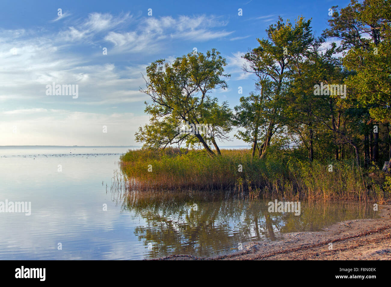 View over lake Mueritz in the Müritz National Park / Müritz ...