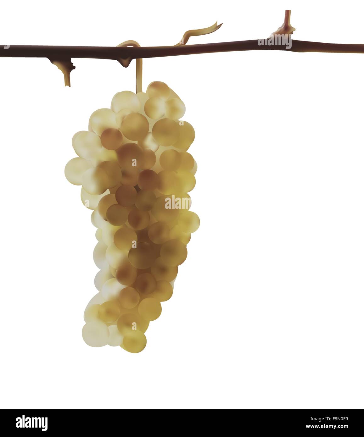 Grapes golden light Stock Vector Images - Alamy