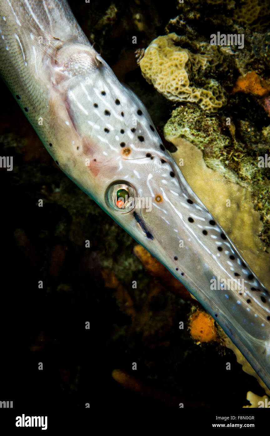 Trumpetfish underwater on coral reef at Bonaire Island Stock Photo - Alamy