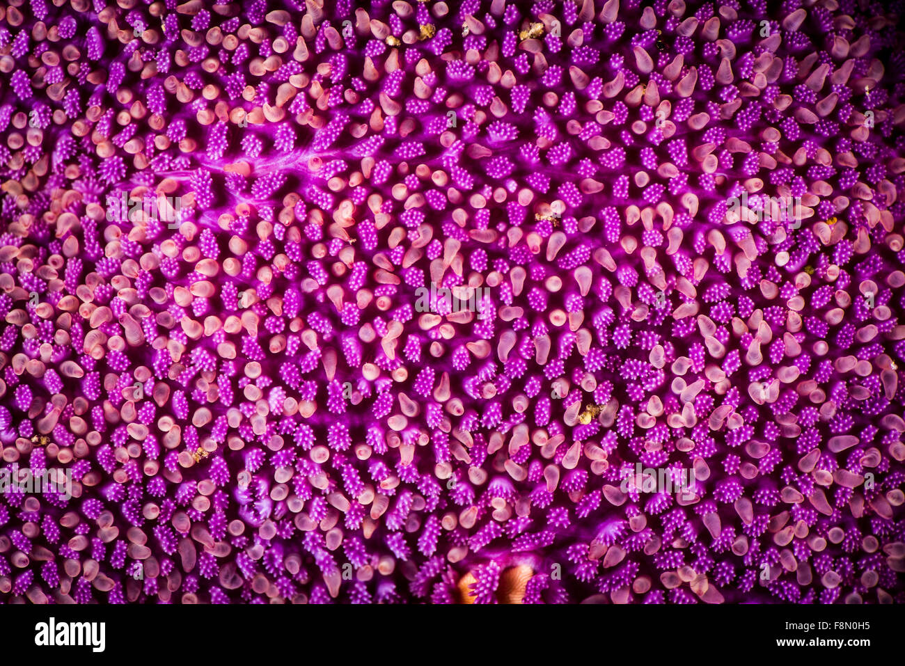 Smooth starfish hi-res stock photography and images - Alamy