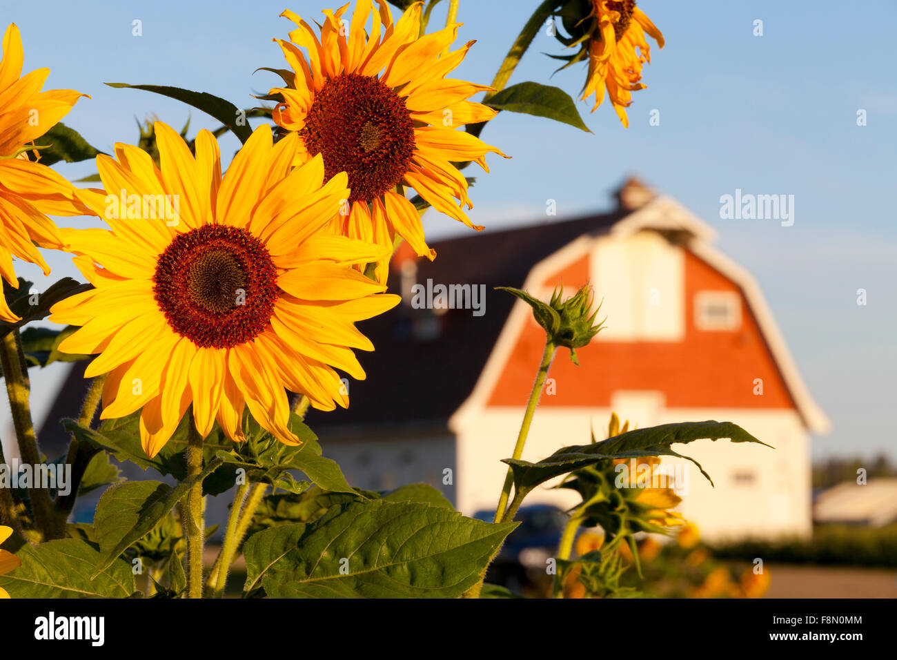 Barn and sunflowers hi-res stock photography and images - Alamy