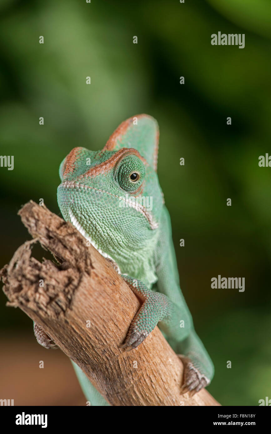Yemen chameleon hi-res stock photography and images - Alamy