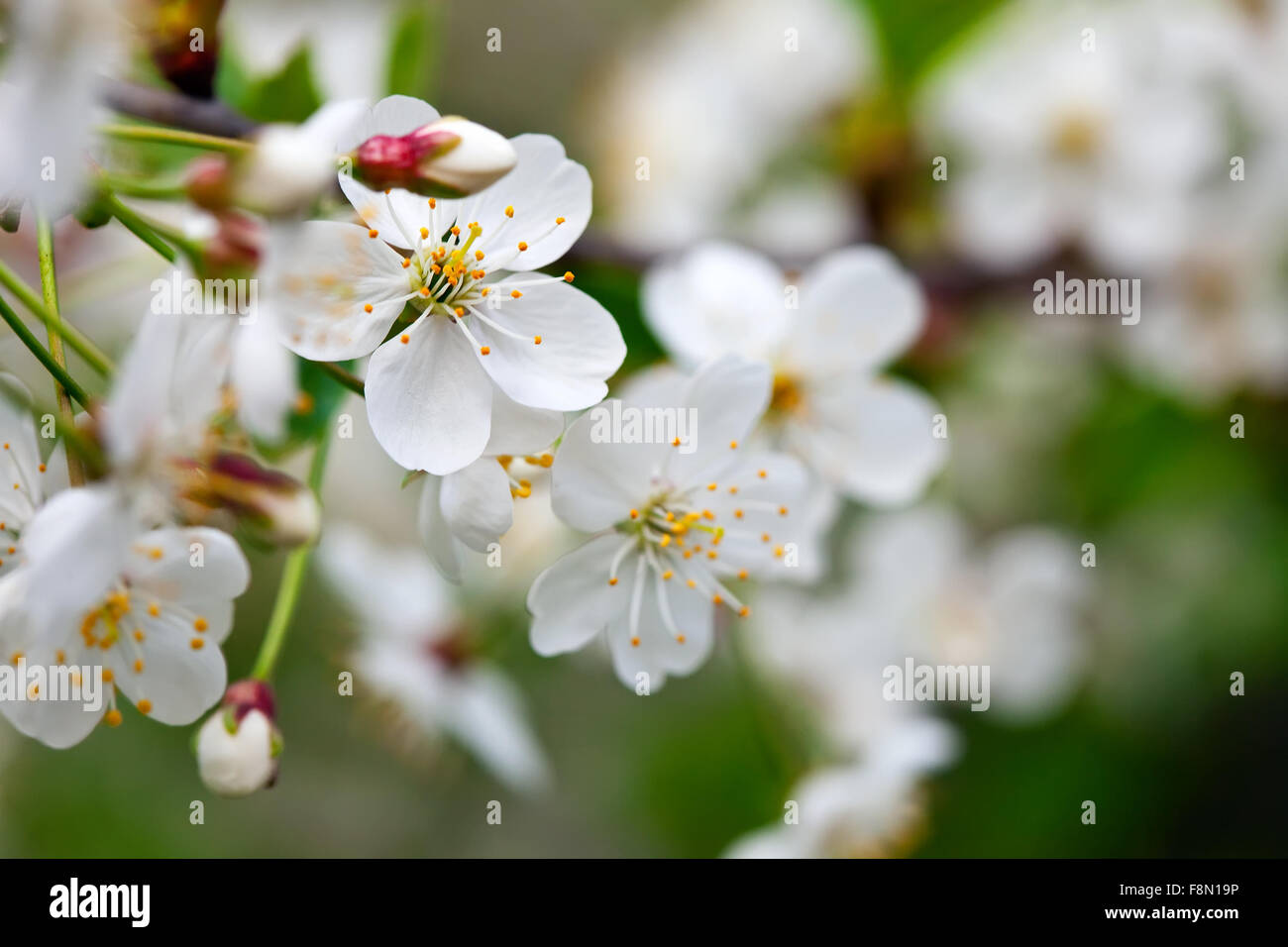 cherry tree branch in spring blooms garden Stock Photo - Alamy